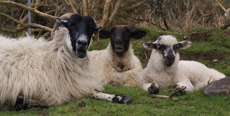 Hand Shearing – Wwoof Ireland