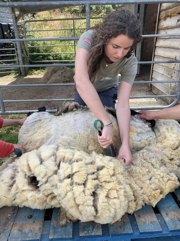 Hand Shearing – Wwoof Ireland